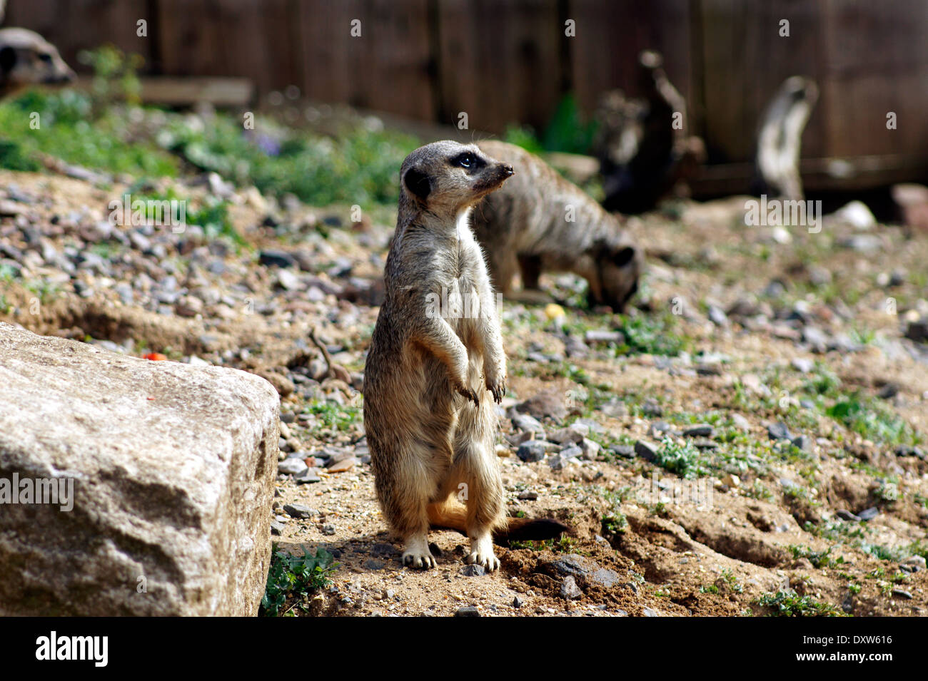 Sergei meerkat hi-res stock photography and images - Alamy