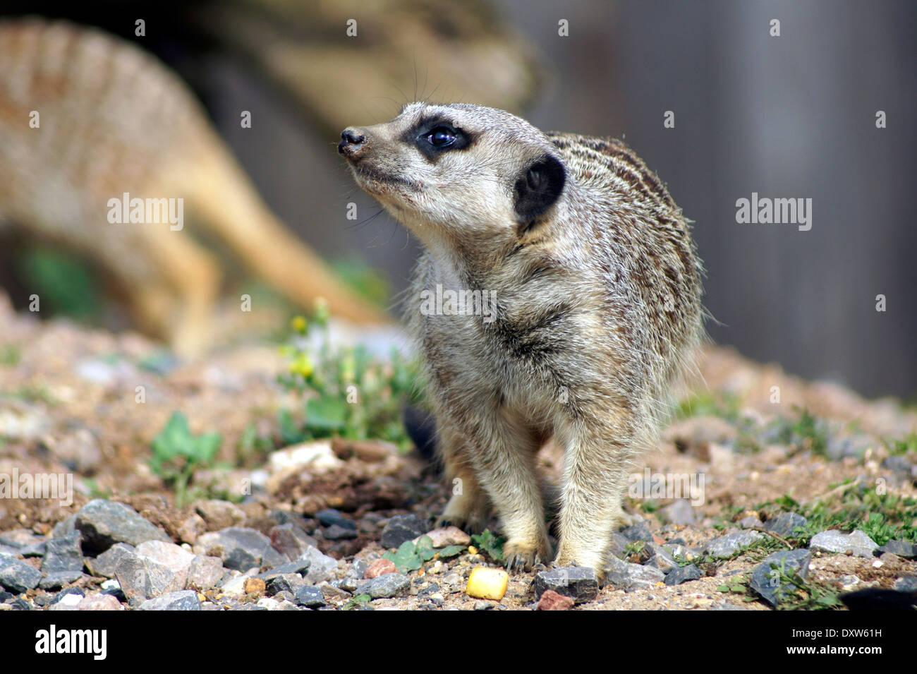 Meerkat family feeding hi-res stock photography and images - Alamy