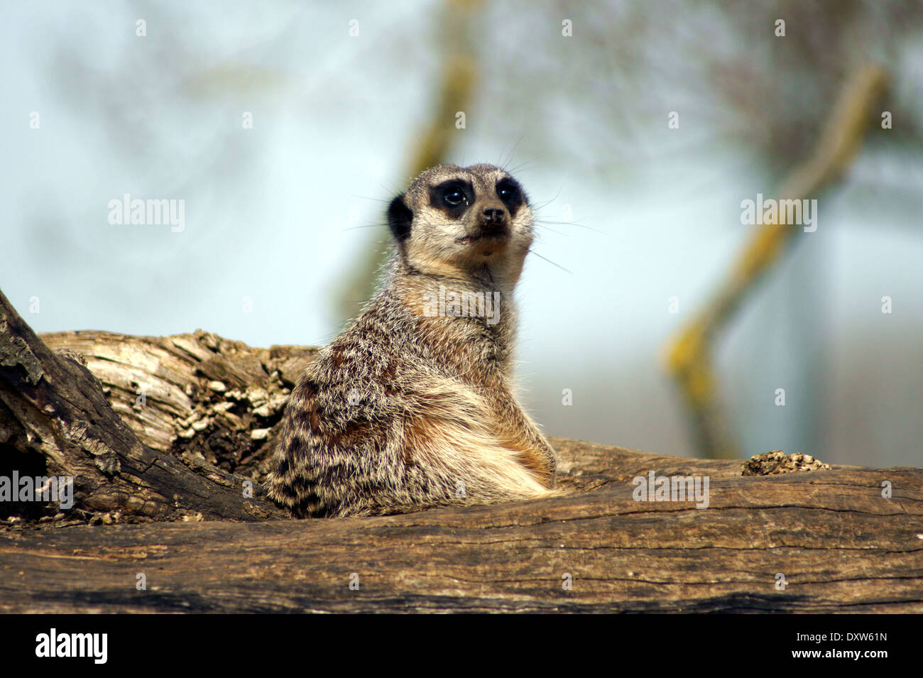 MEERKAT ON GUARD Stock Photo - Alamy