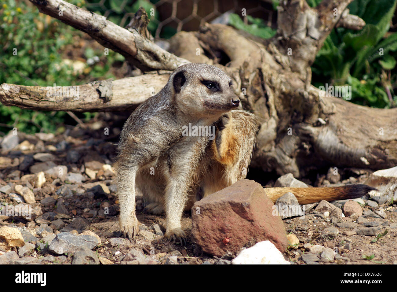 Peeping meerkat hi-res stock photography and images - Alamy