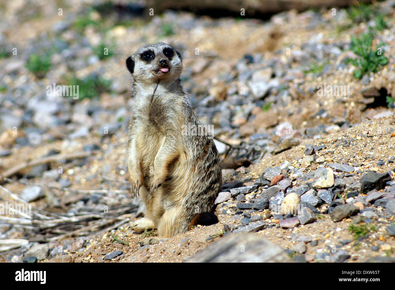 Sergei meerkat hi-res stock photography and images - Alamy