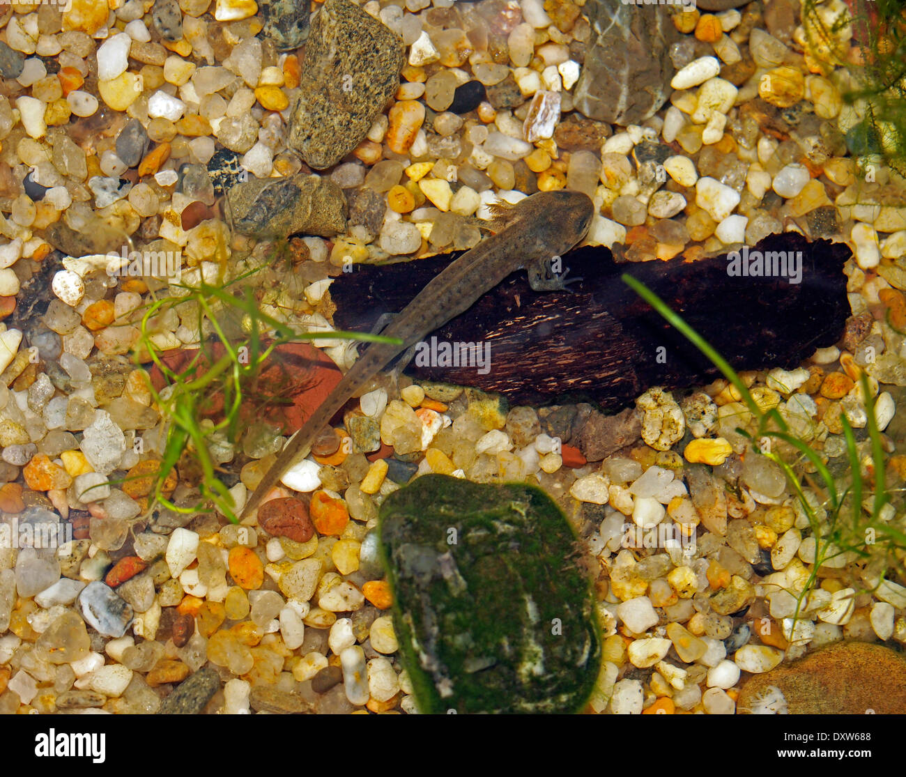 Baby newt hi-res stock photography and images - Alamy
