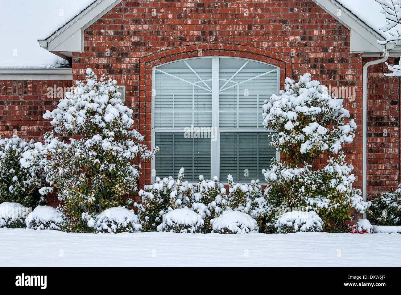 Shrubbery around House window covered with new Snow Stock Photo - Alamy