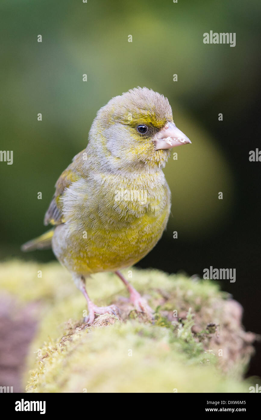 Juvenile greenfinch hi-res stock photography and images - Alamy