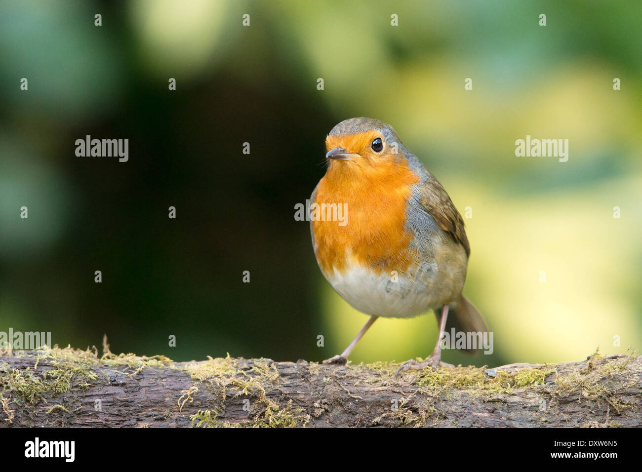 Full length log hi-res stock photography and images - Alamy