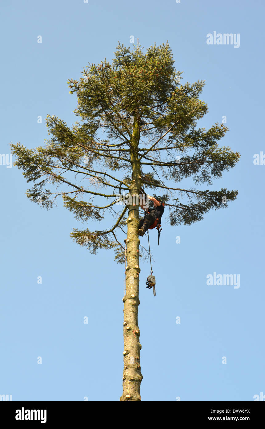 How To Cut A Very Tall Tree at Rosa Gray blog