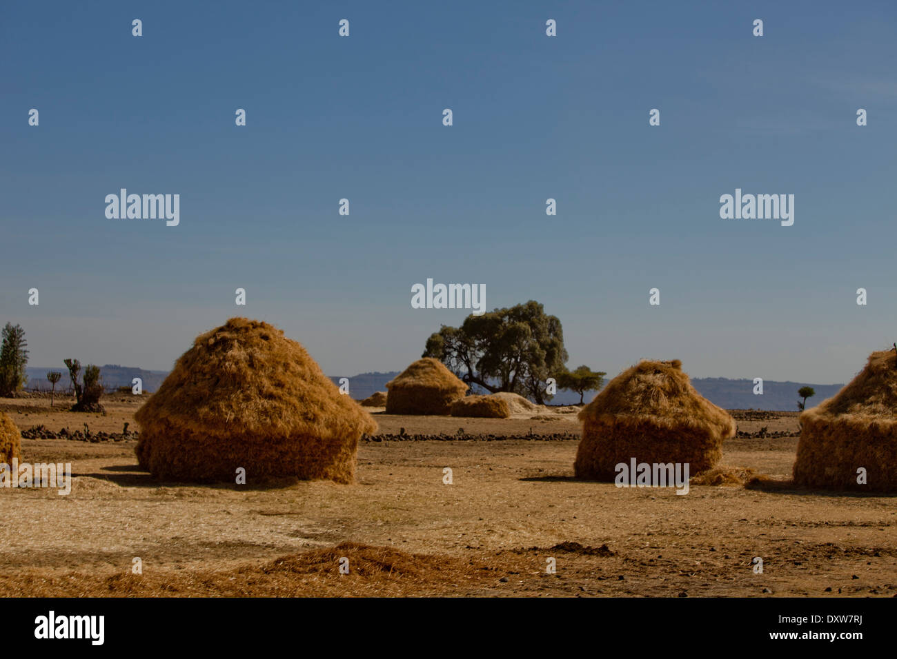 Open field Ethiopian village trees straw huts agricultural Stock Photo ...
