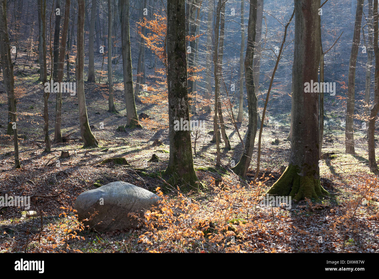 Forest in early spring Stock Photo - Alamy