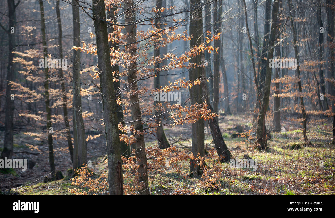 Early wood hi-res stock photography and images - Alamy