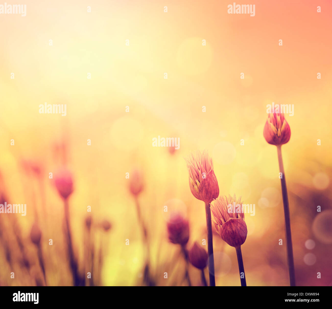 Design flowers background. Spring or summer floral nature background ...