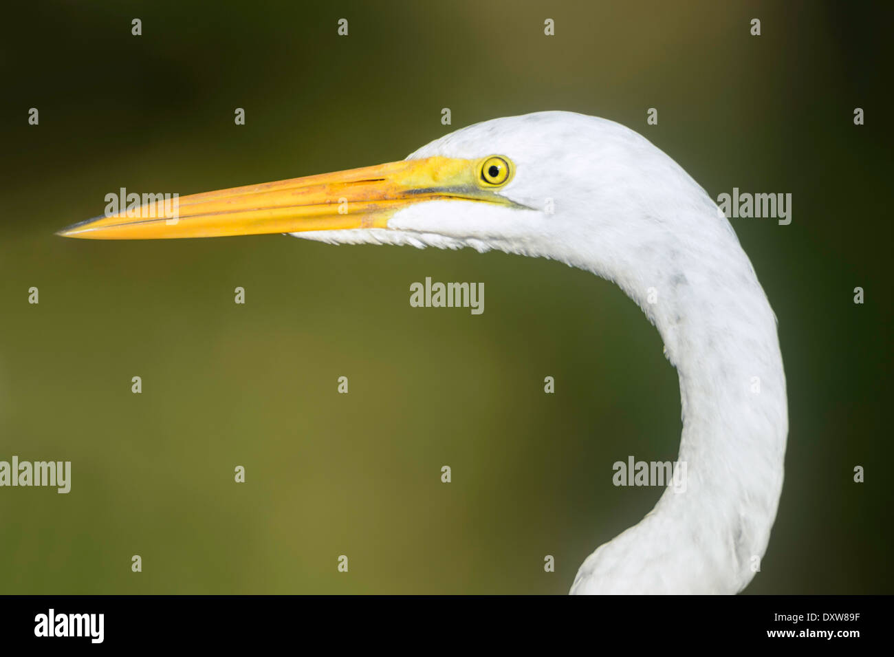 A close-up of a great egret's head and neck Stock Photo - Alamy