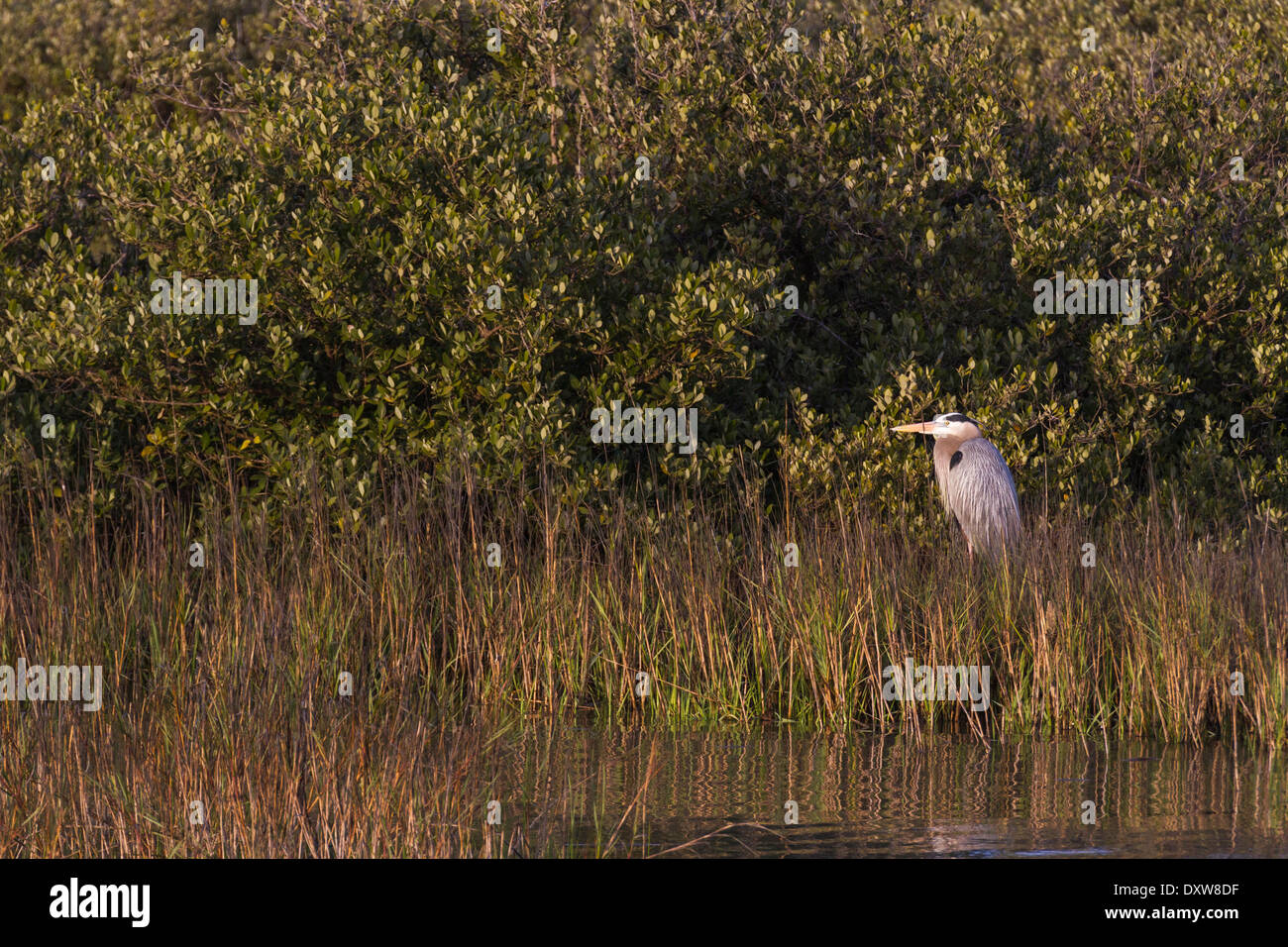 Great Blue Heron fishing in marshes of Aransas Bay, at Port Aransas ...