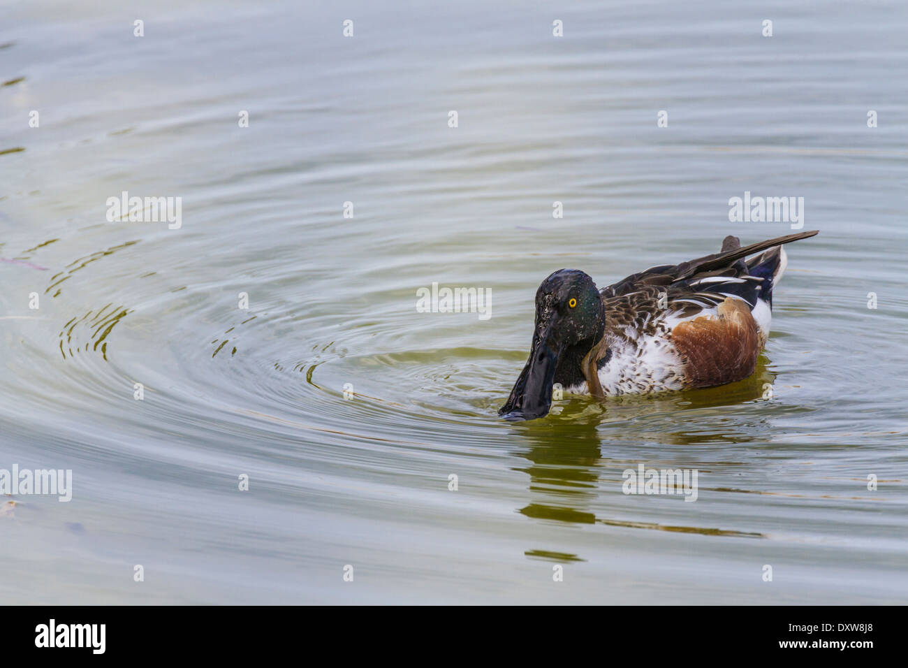 Northern shoveler duck hi-res stock photography and images - Alamy