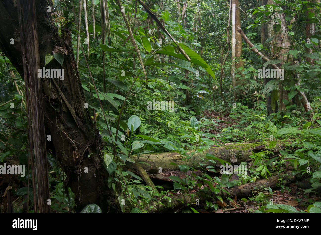 Peruvian amazon jungle hi-res stock photography and images - Alamy