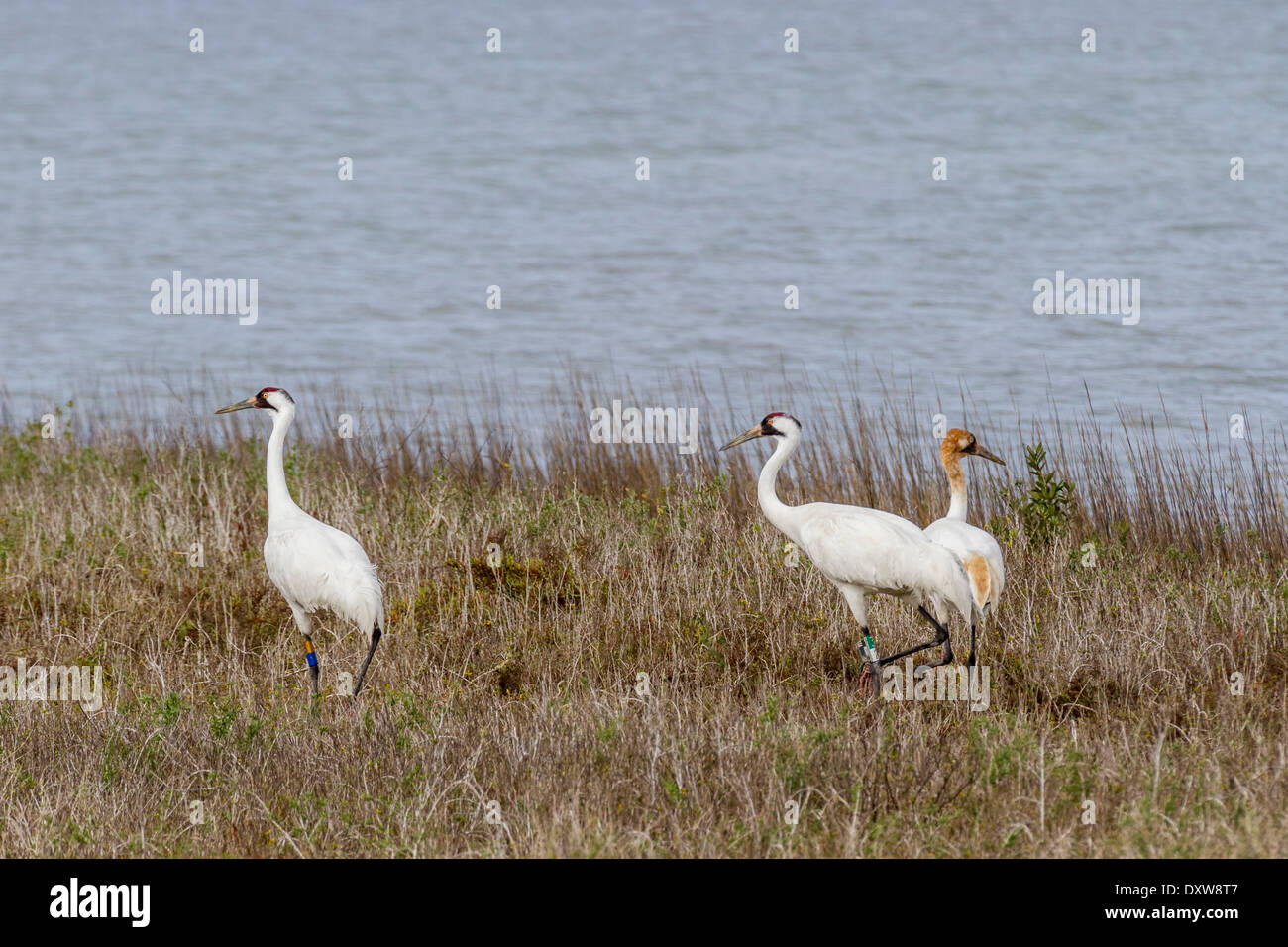 Texas gulf coast birds hi-res stock photography and images - Alamy