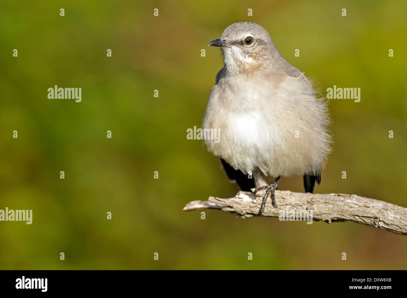 Northern mockingbird wings hi-res stock photography and images - Alamy