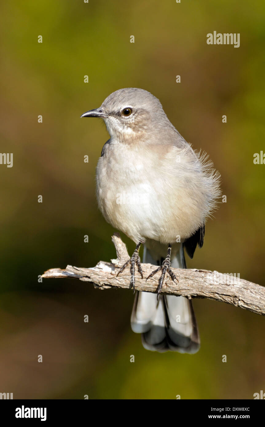 Mockingbird wings hi-res stock photography and images - Alamy