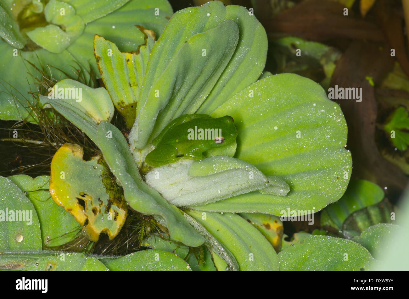 A Spotted Hatchet-faced Frog (Sphaenorhynchus dorisae) hanging out in ...