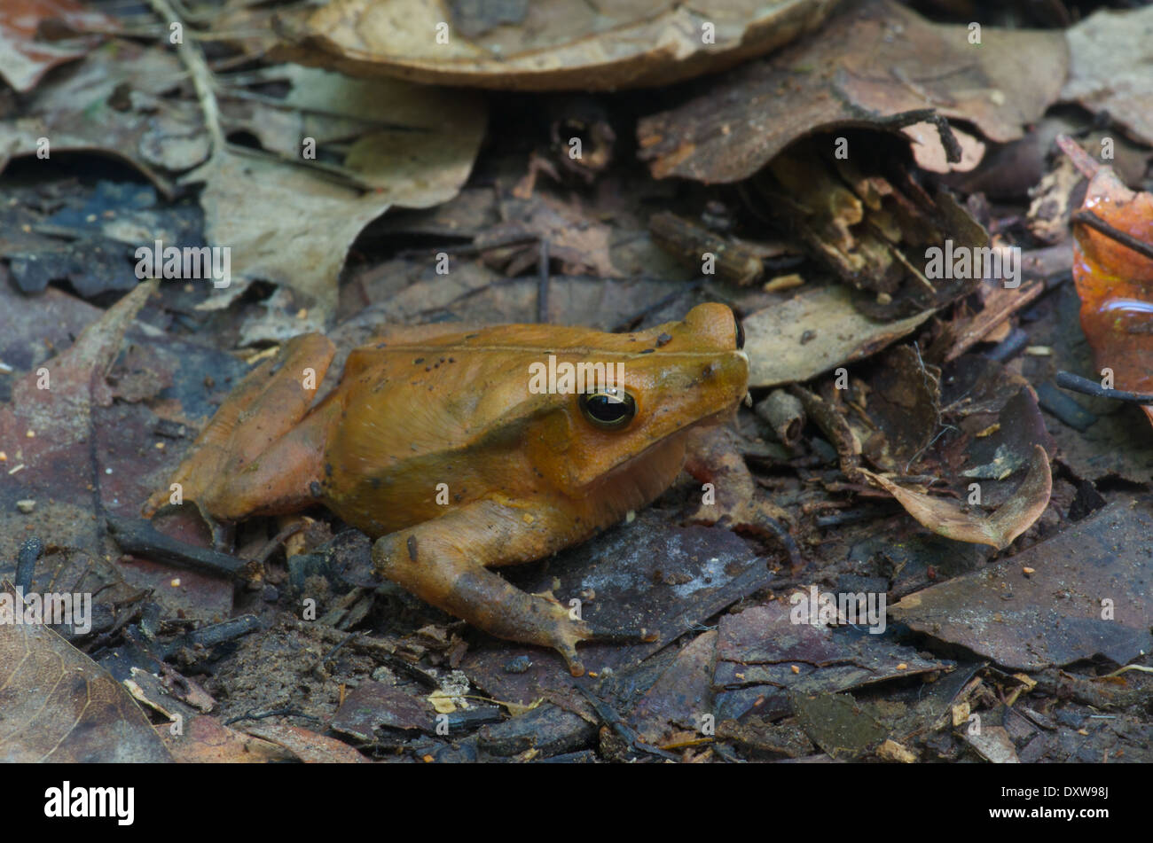 A Sharp-nosed Toad (Rhinella dapsilis) on the forest floor in the ...