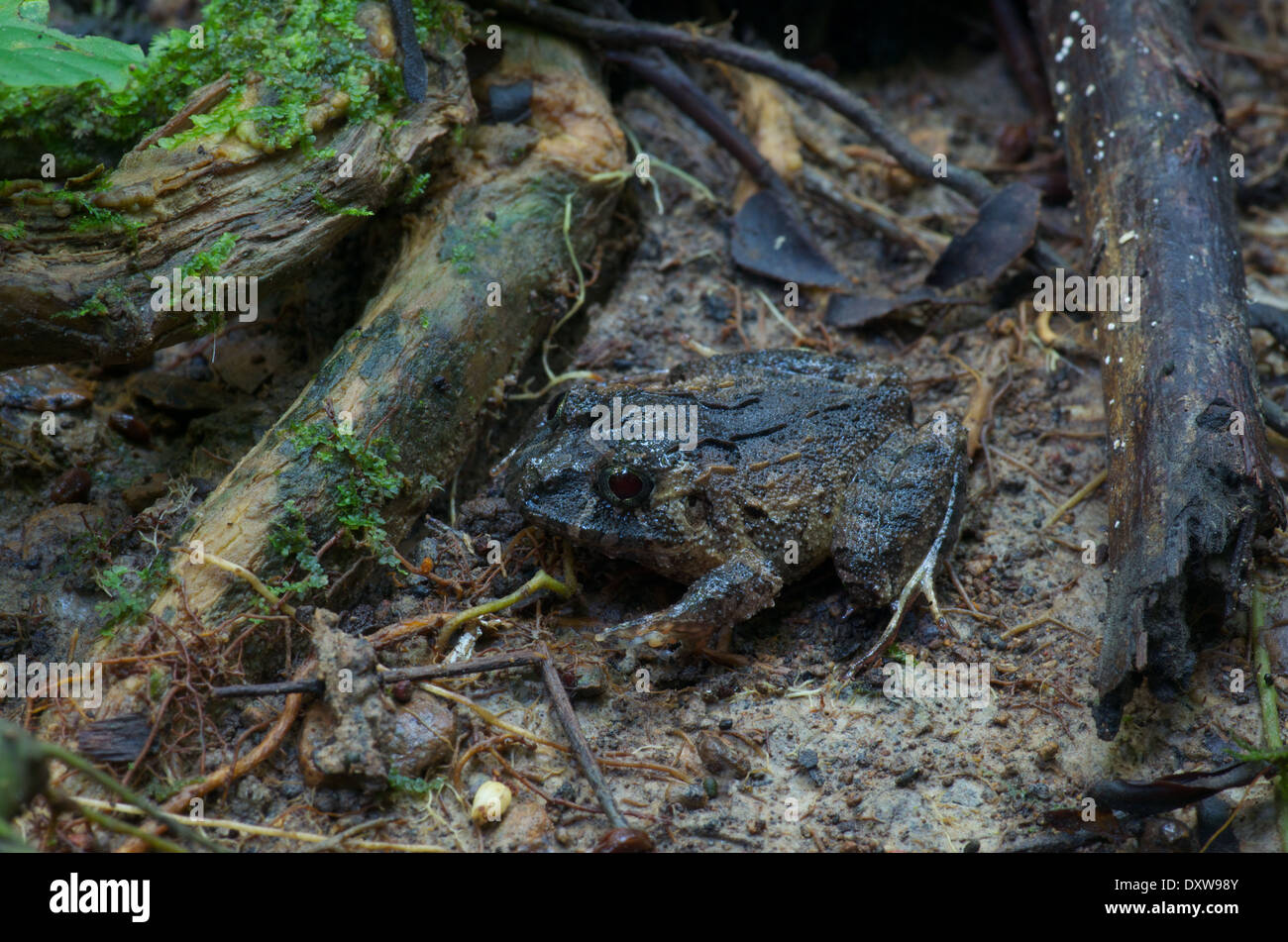 A Broad-headed Rain Frog (Strabomantis sulcatus) on the forest floor in ...