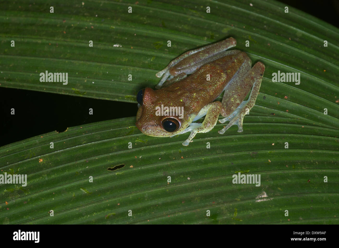 Nympha hi-res stock photography and images - Alamy