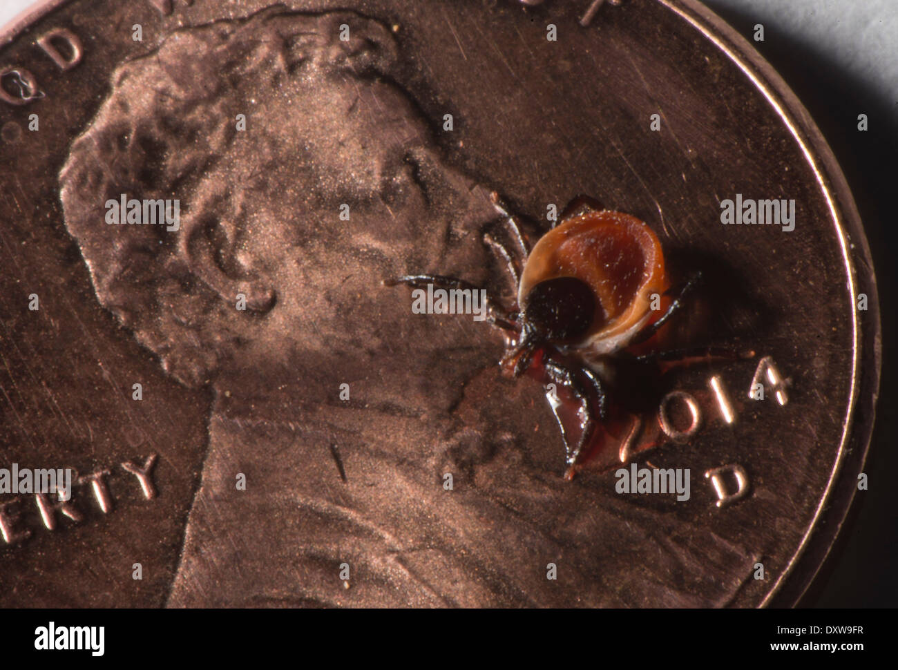 Western Blacklegged Tick High Resolution Stock Photography and Images ...