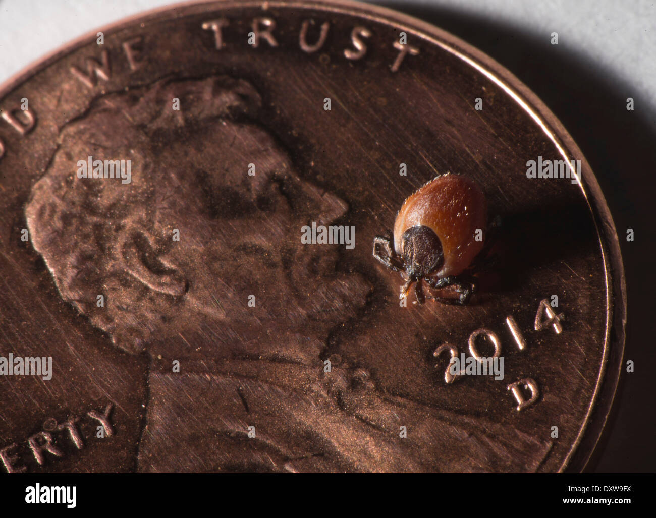 Western blacklegged tick hi-res stock photography and images - Alamy