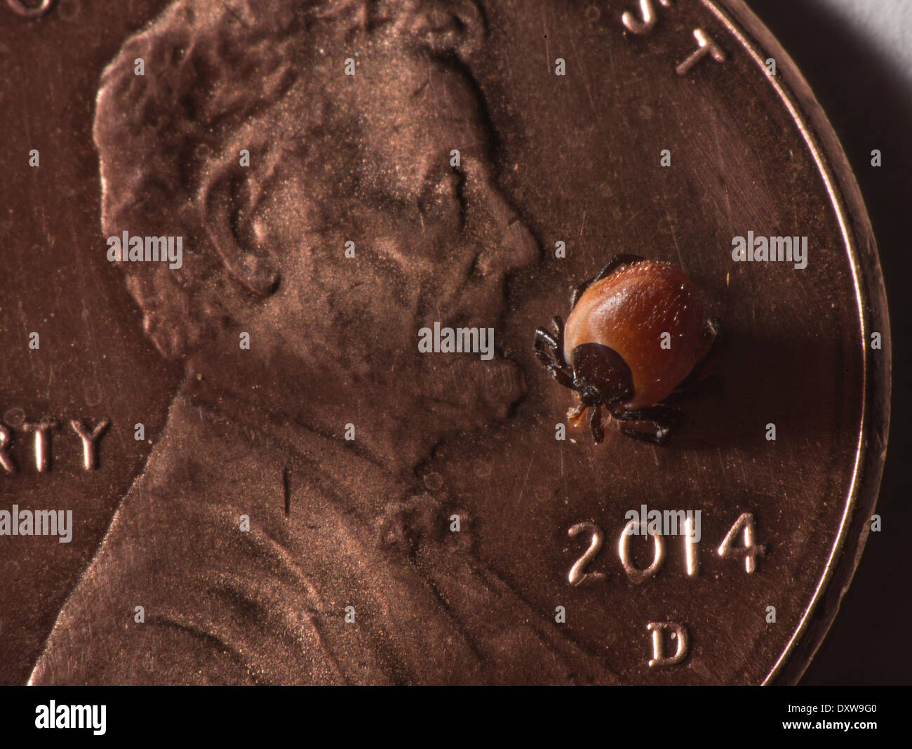 Western Blacklegged Tick High Resolution Stock Photography and Images ...
