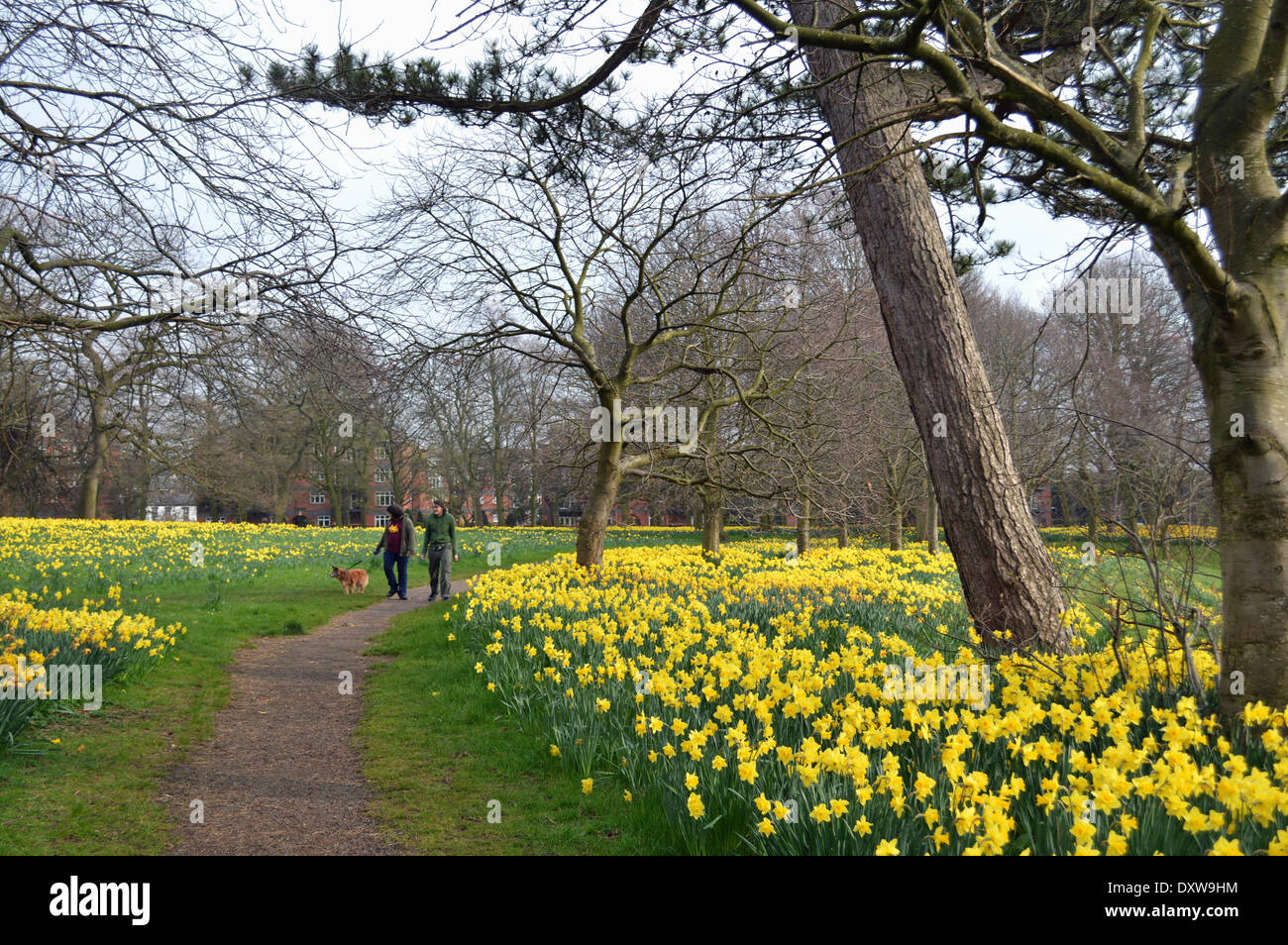Liverpool, UK A colourful display of daffodils in Liverpool's Sefton ...