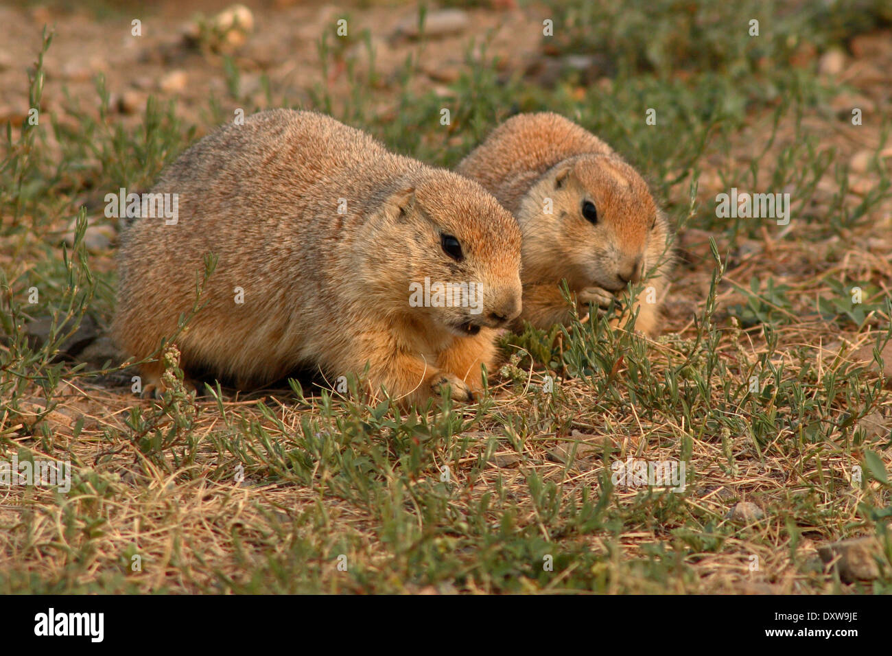 A pair of Black-tailed Prairie Dogs feeding together in South Dakota ...