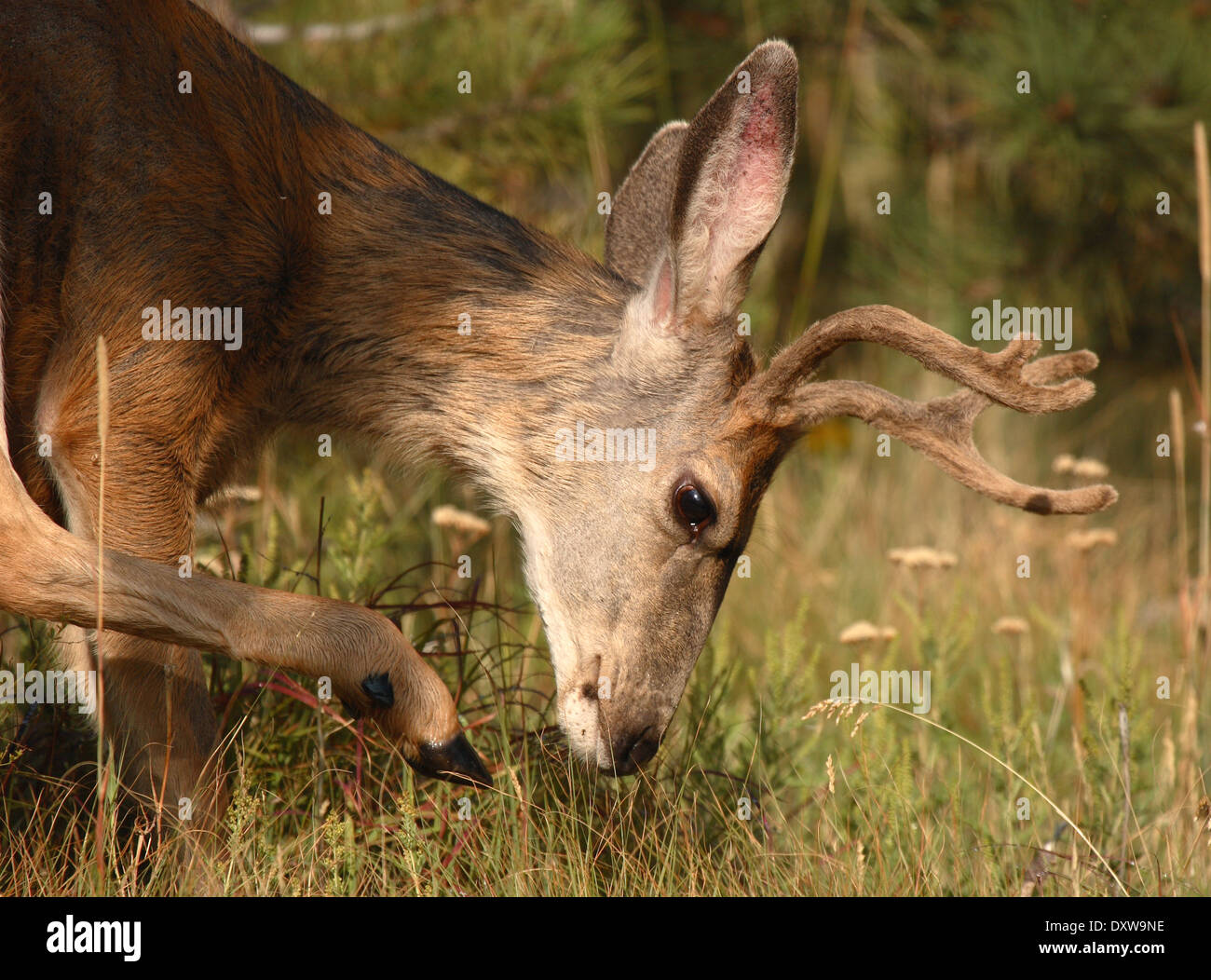 Mule deer young buck male hi-res stock photography and images - Alamy