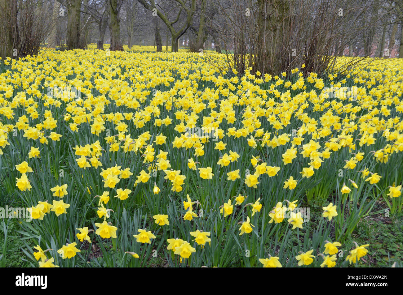 Liverpool, UK . 31st Mar, 2014. A colourful display of daffodils in ...