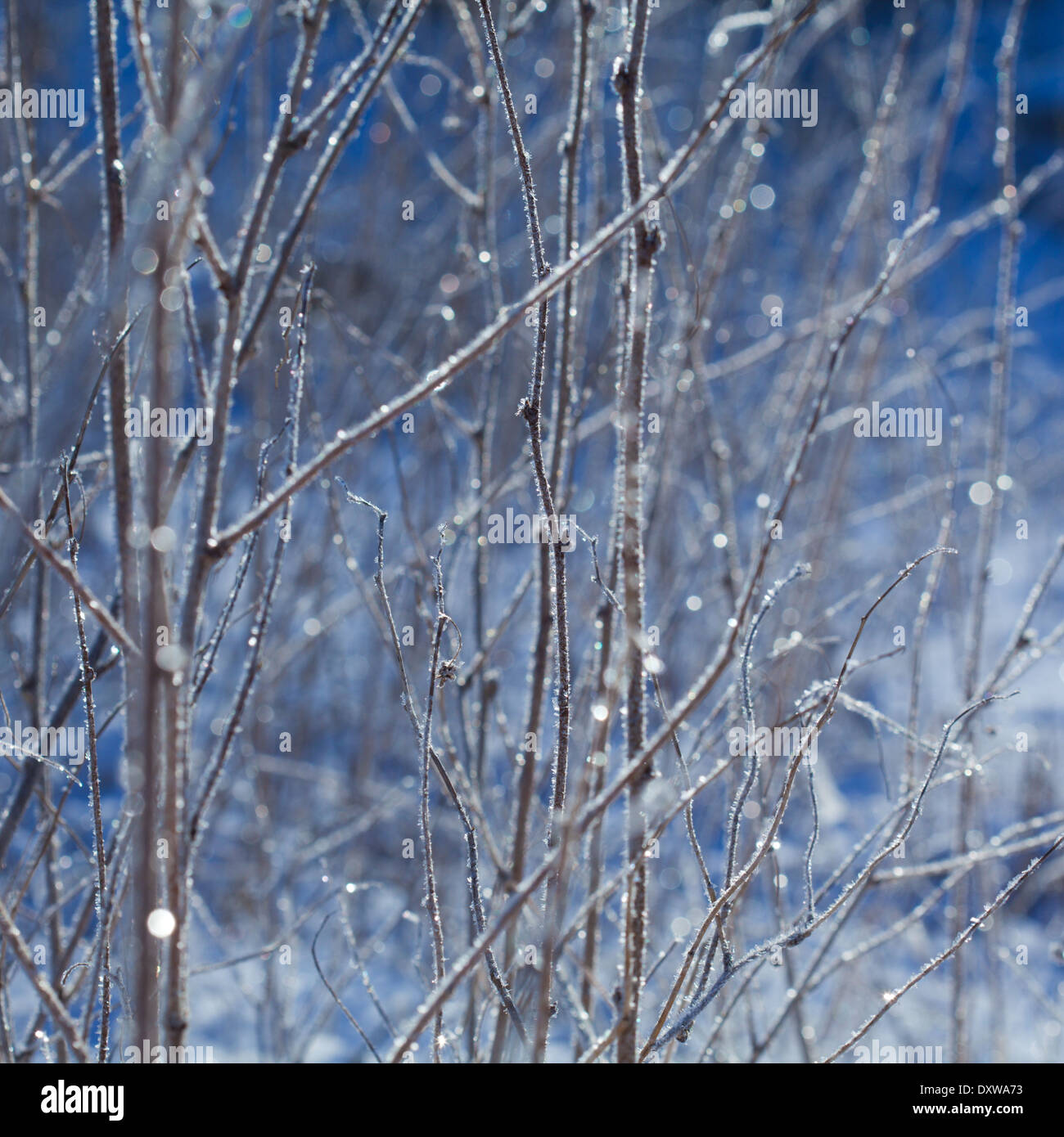 Dead plants hi-res stock photography and images - Alamy