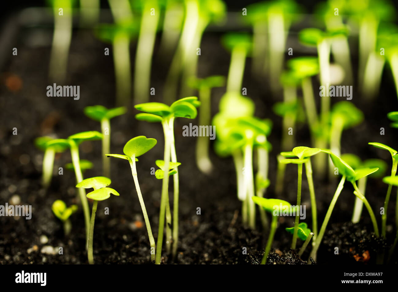 Sprouts growing out of the ground and reach for the light Stock Photo ...