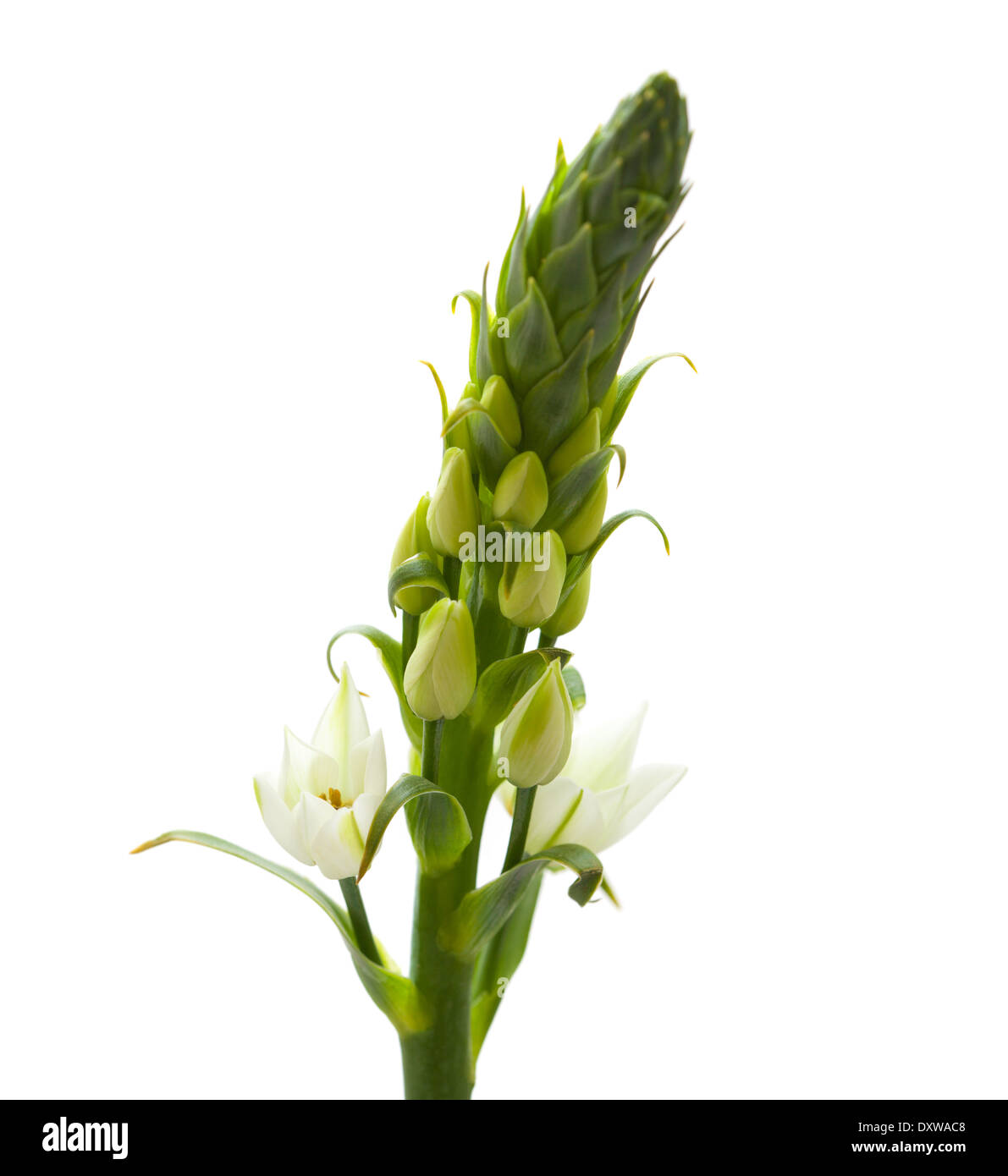 Slender spike Cut Out Stock Images & Pictures - Alamy