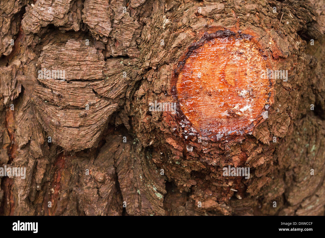 Cut branch stump on conifer tree Monterey Pine healing and leaking ...