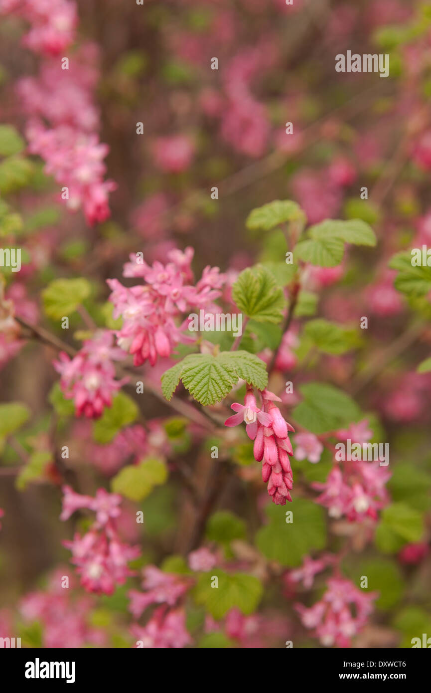 Delicate soft flowers of red pink currant shrub redflower bush Stock ...
