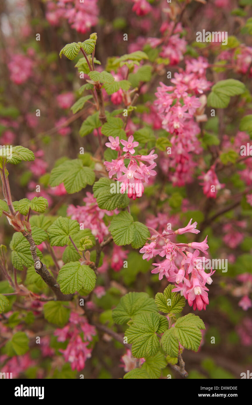 King edward vii flowering currant hi-res stock photography and images ...