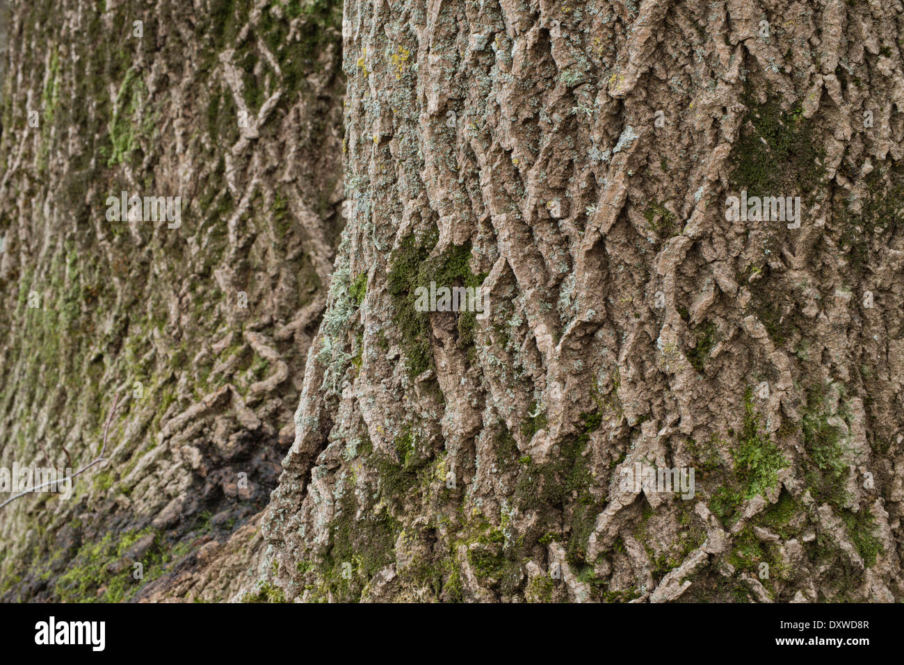 Root bark hi-res stock photography and images - Alamy