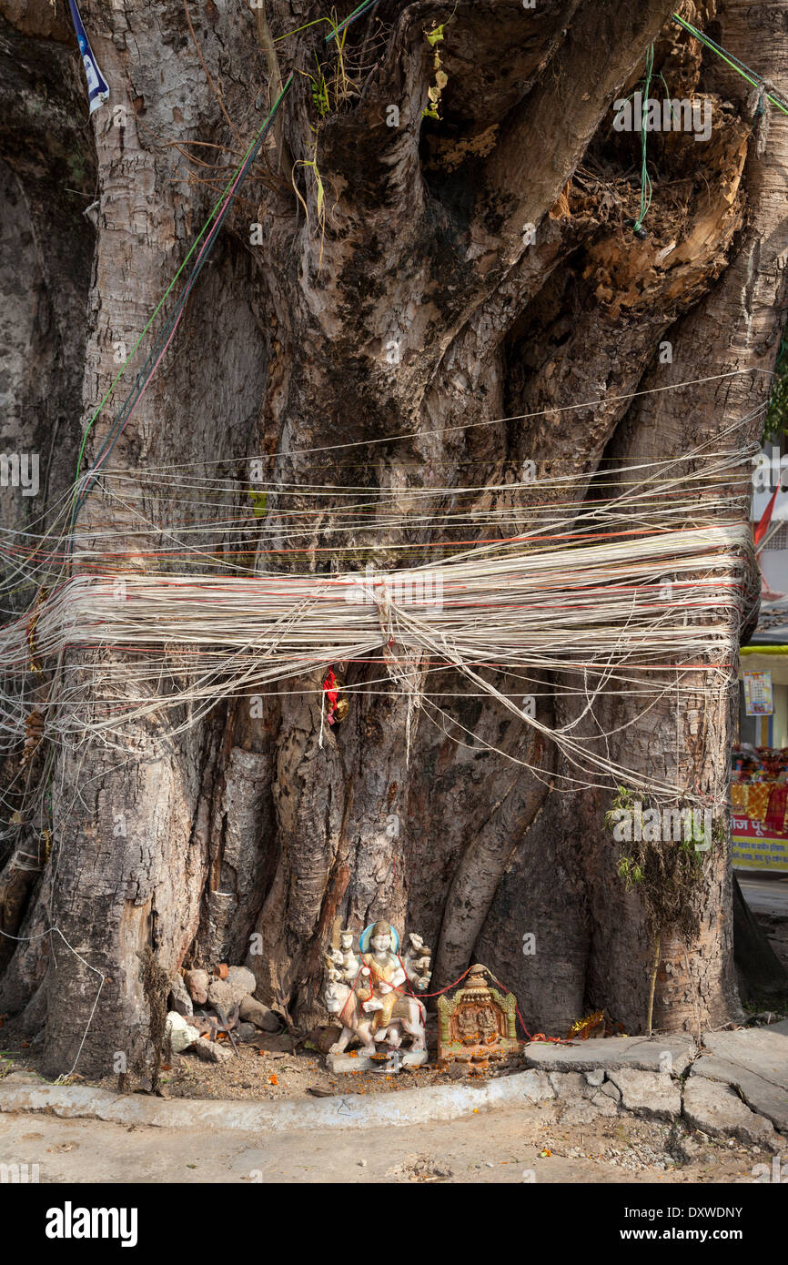 Banyan tree indian hi-res stock photography and images - Alamy