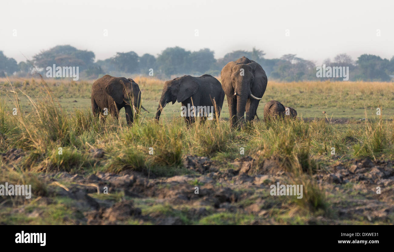 Group of Elephants Stock Photo - Alamy