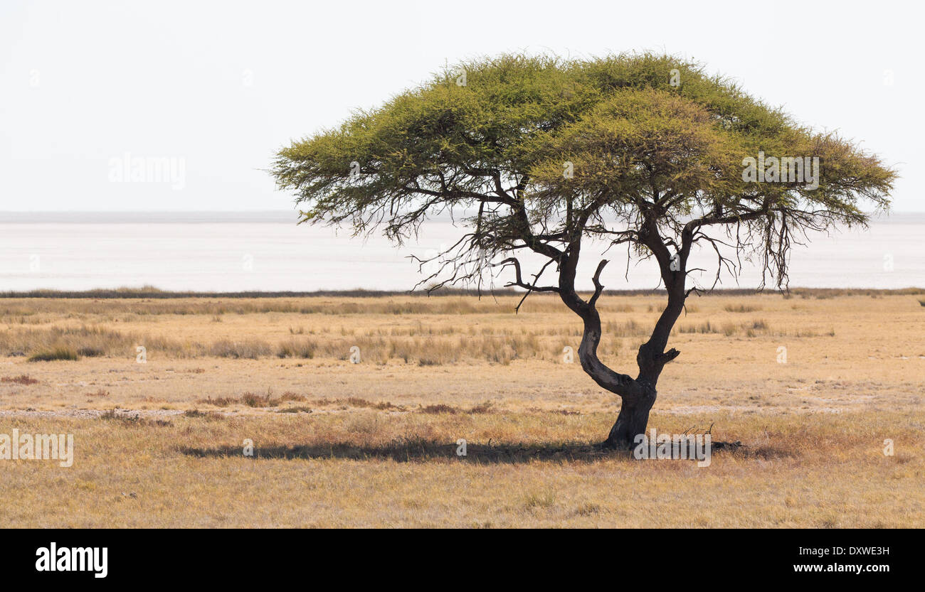 Acacia tree savannah hi-res stock photography and images - Alamy