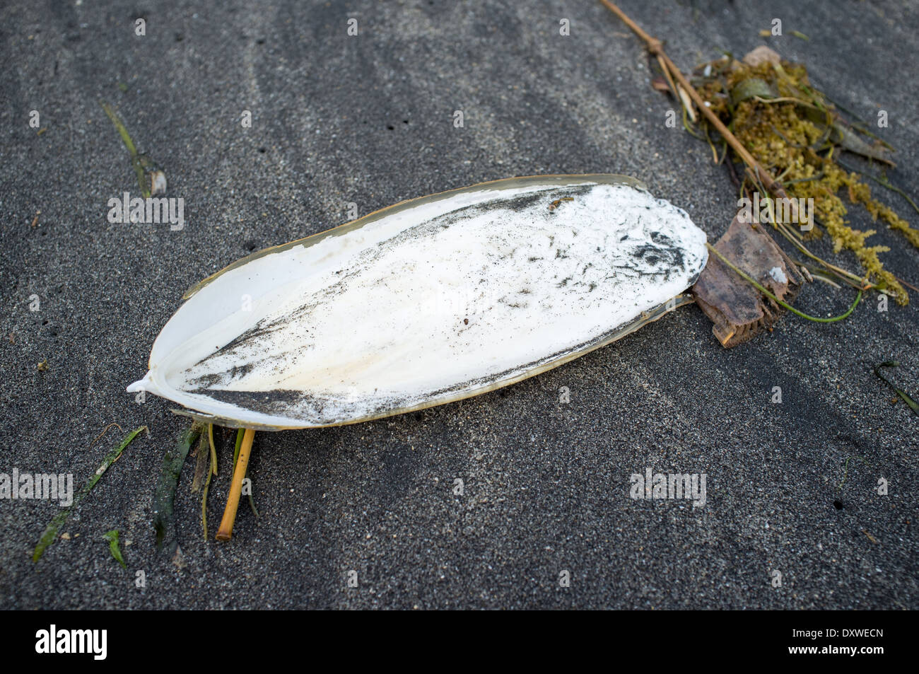 Cuttlebone, the internal shell of the cuttlefish (Sepia officinalis ...