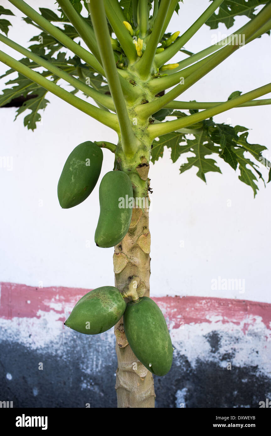 Papayas growing on papaya tree (Carica papaya Stock Photo - Alamy