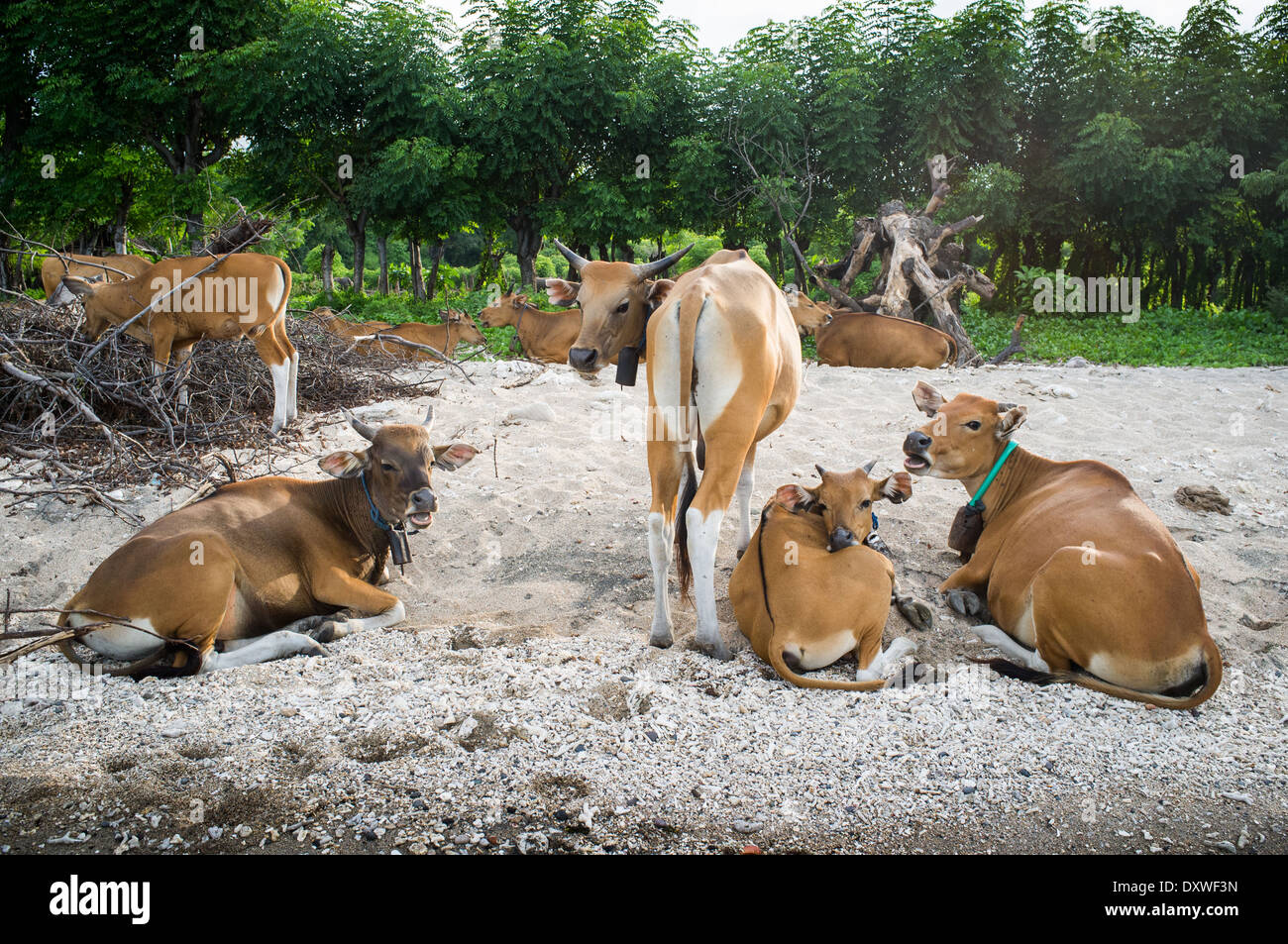 cattle at island Sumbawa, Indonesia Stock Photo - Alamy