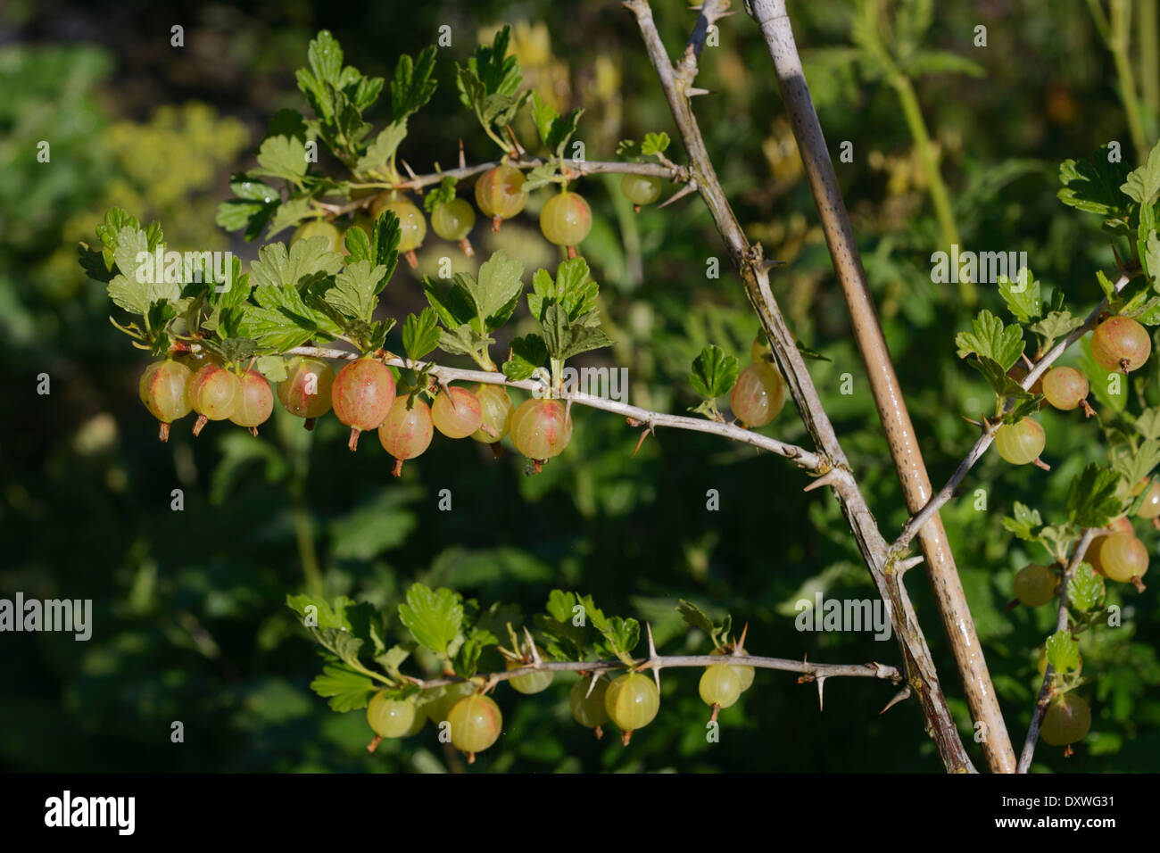 Ribes grossularia, Gooseberry fruits, Wales, UK Stock Photo - Alamy
