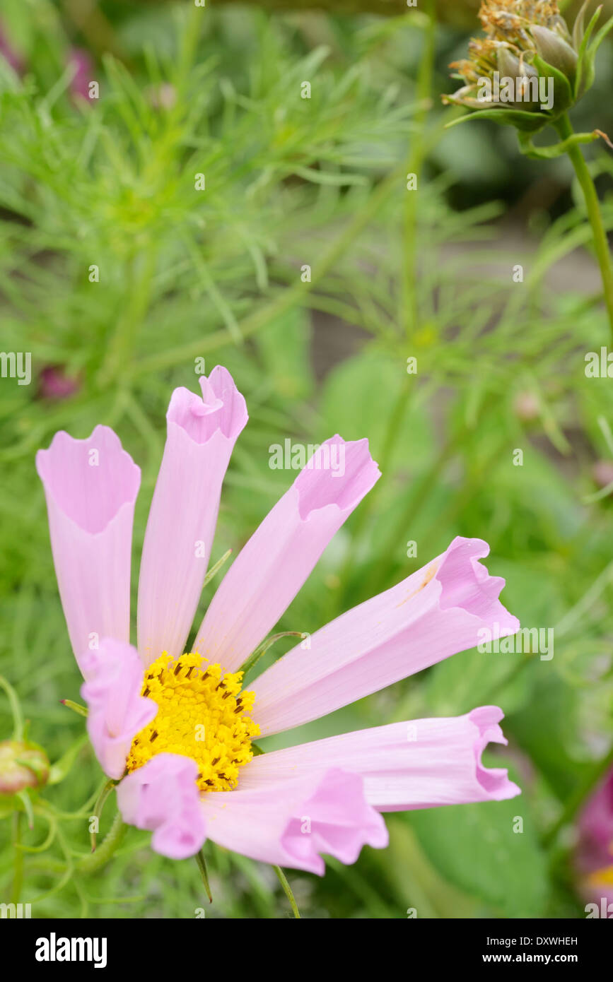 Cosmos bipinnatus Mexican Aster seashell Stock Photo - Alamy