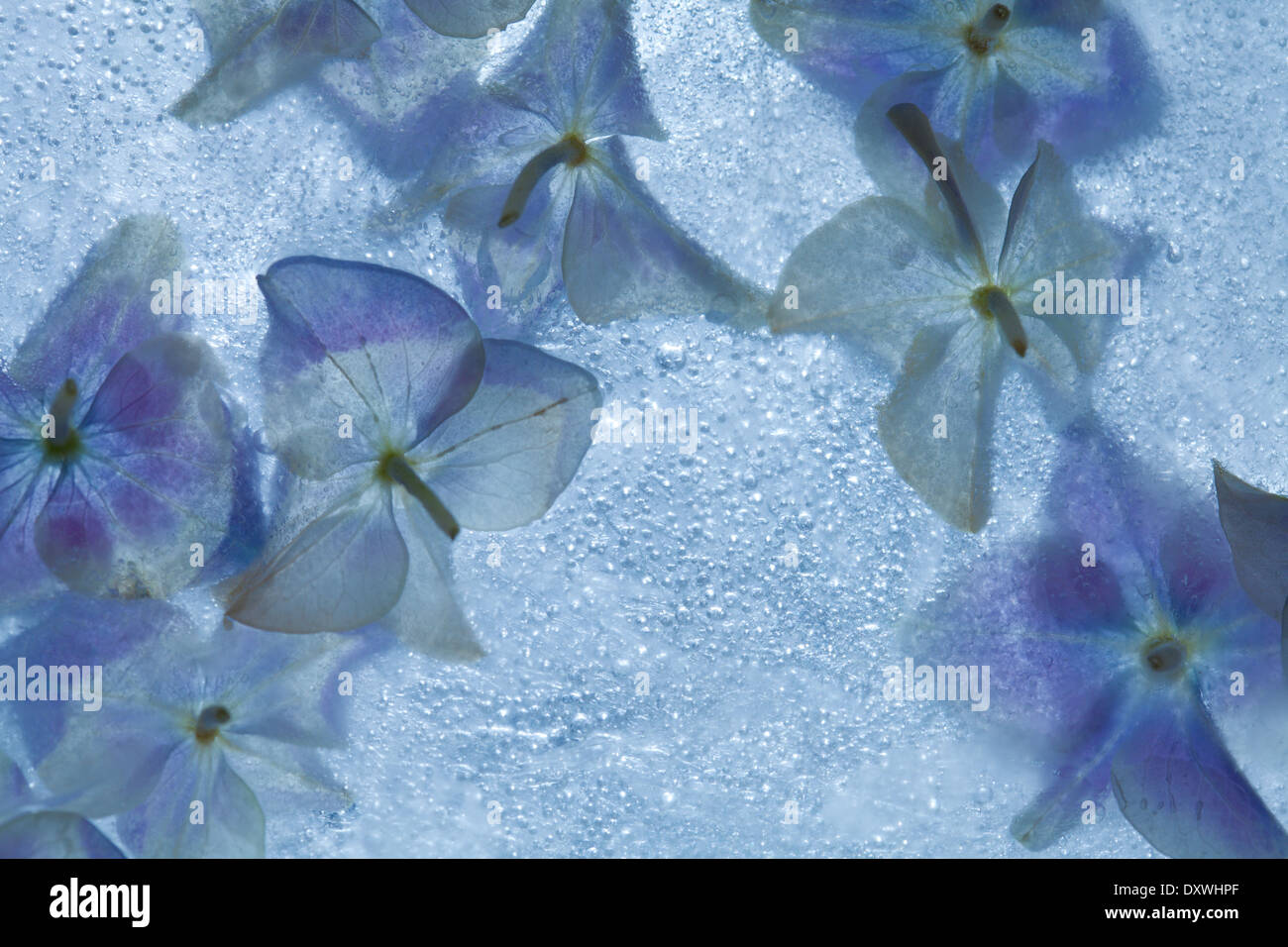 icy plants - plants frozen into a block of ice with trapped air bubbles ...