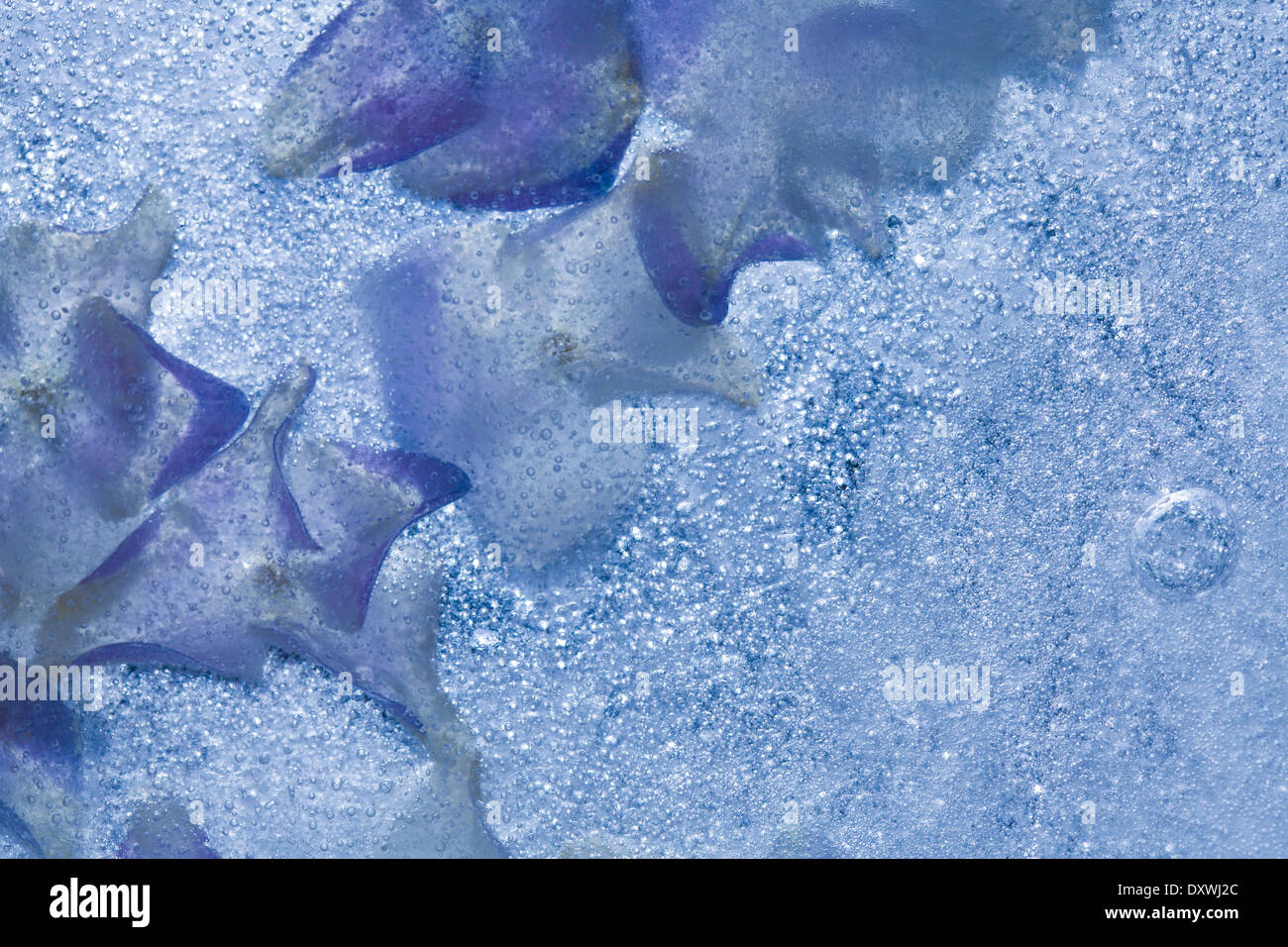 icy plants - plants frozen into a block of ice with trapped air bubbles ...