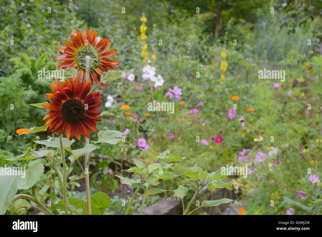 Helianthus annuus, Sunflower "Earthwalker", Wales, UK Stock Photo - Alamy